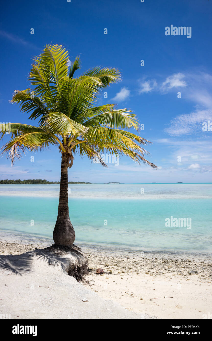 Palm tree, lagoon and island Stock Photo - Alamy