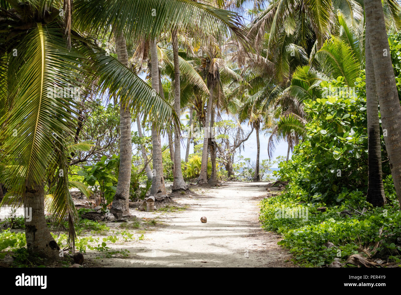 Beautiful tropical forest palm trees hi-res stock photography and ...