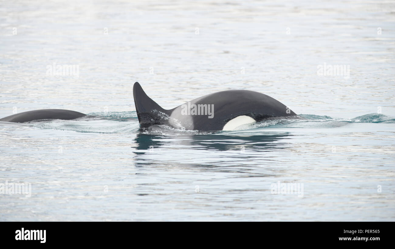 Pod of Orca's diving and hunting in the bay of Grundarfjordur, Iceland ...