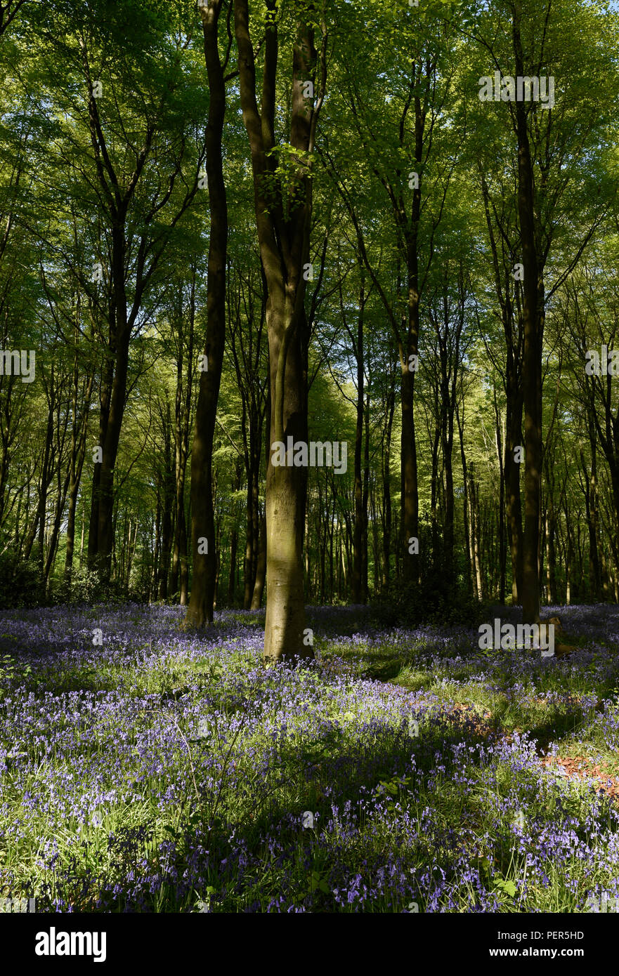 Bluebells in Micheldever Wood in Hampshire, England Stock Photo - Alamy