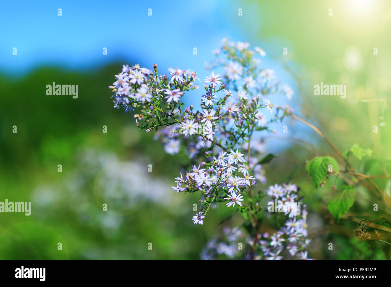 Awesome bluestar flowers in autumn background. Natural floral ...
