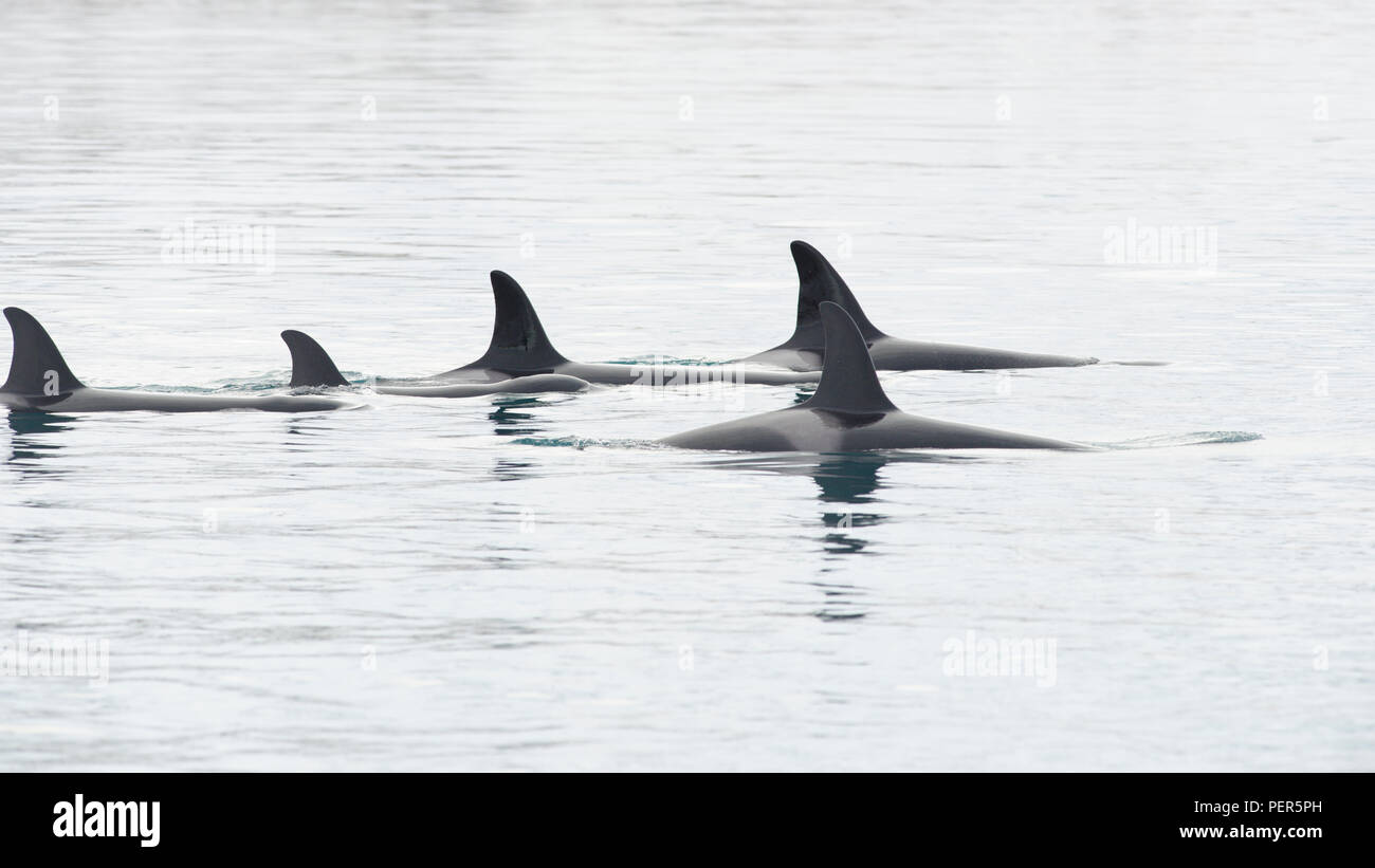 Killer whale underwater pod hi-res stock photography and images - Alamy