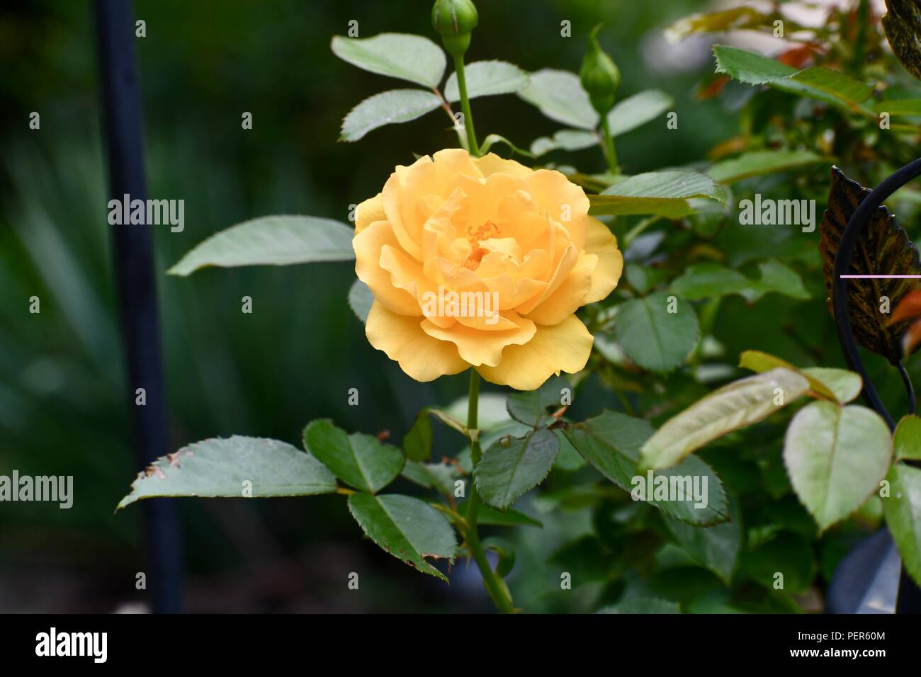 yellow rose, rose flower Stock Photo - Alamy