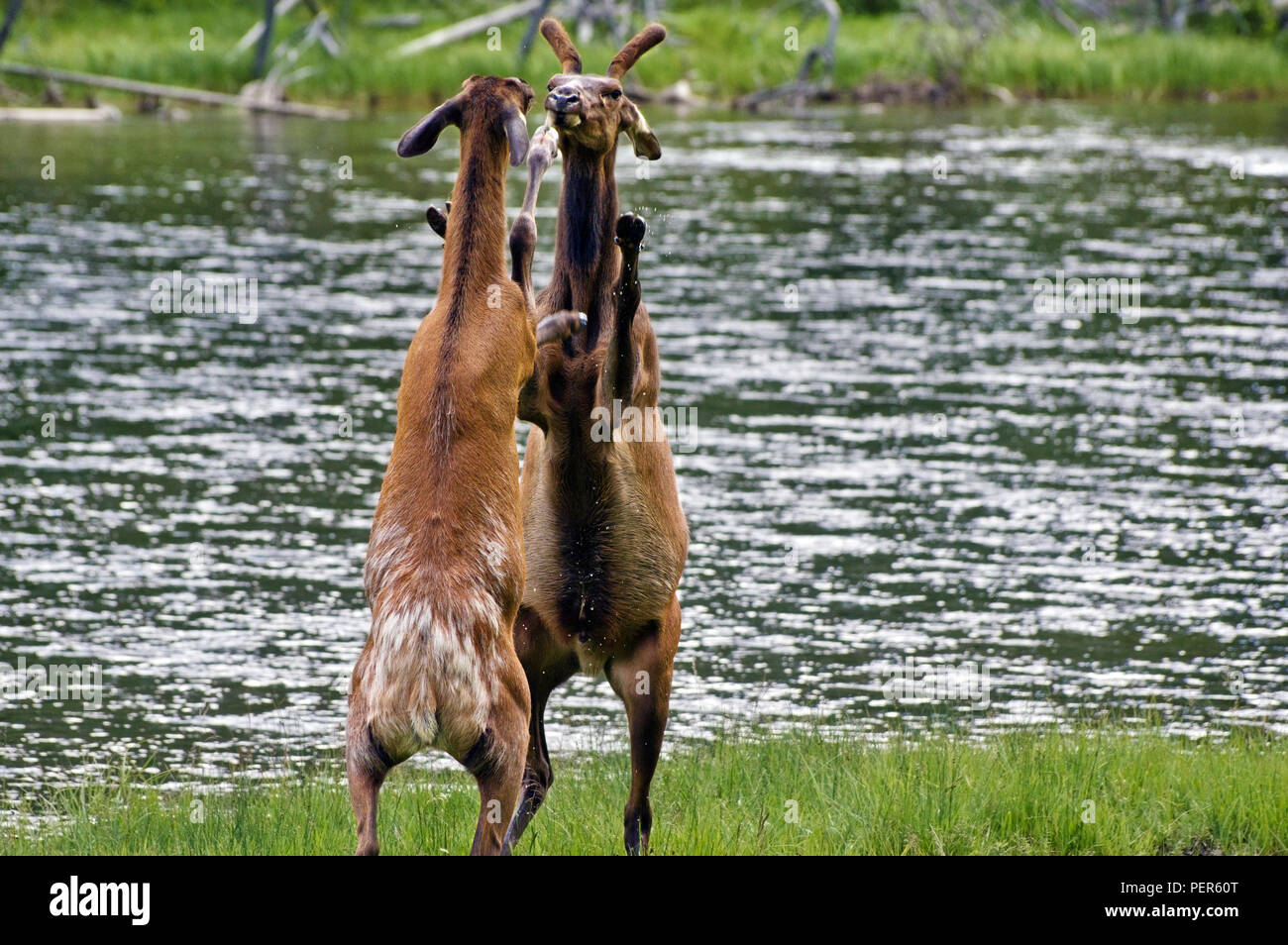 Elk standing on hind legs hi-res stock photography and images - Alamy