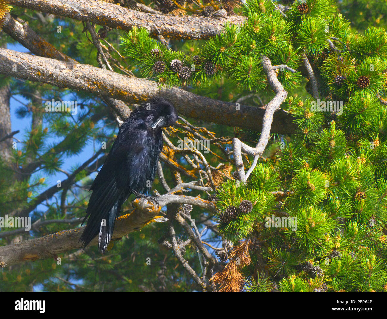 Raven preening hi-res stock photography and images - Alamy