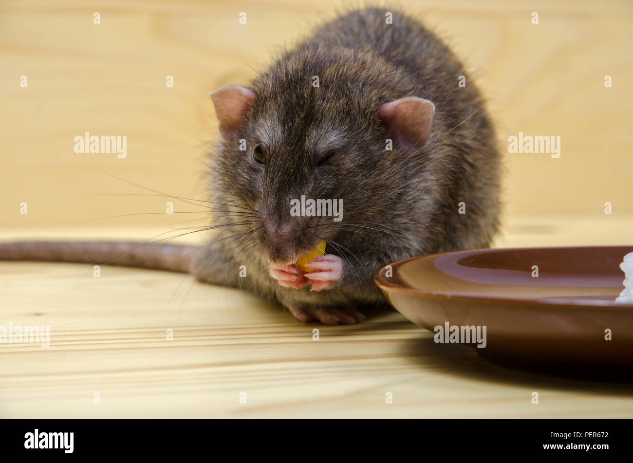 Rice rat hi-res stock photography and images - Alamy