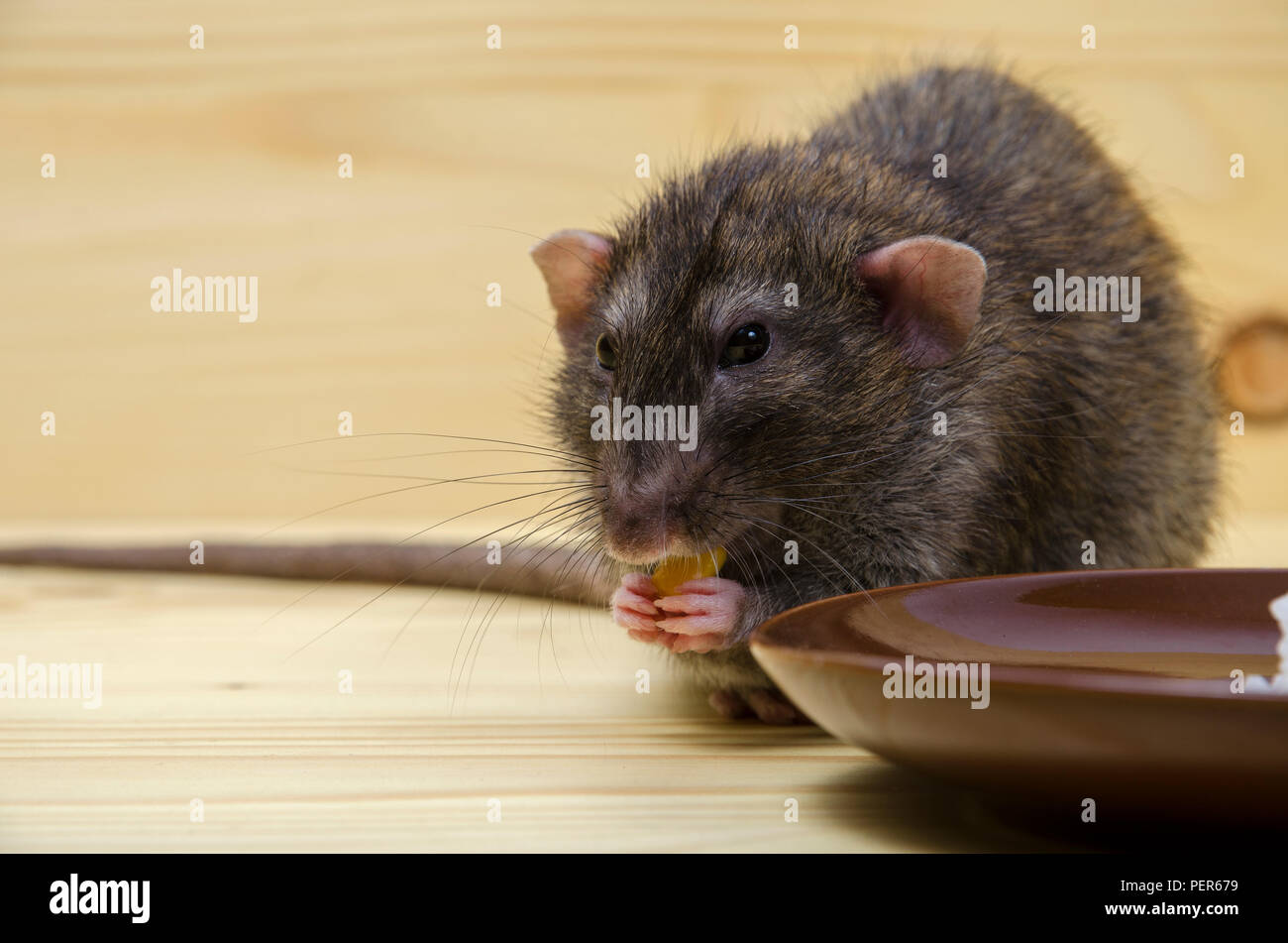 Rice Rat High Resolution Stock Photography and Images - Alamy