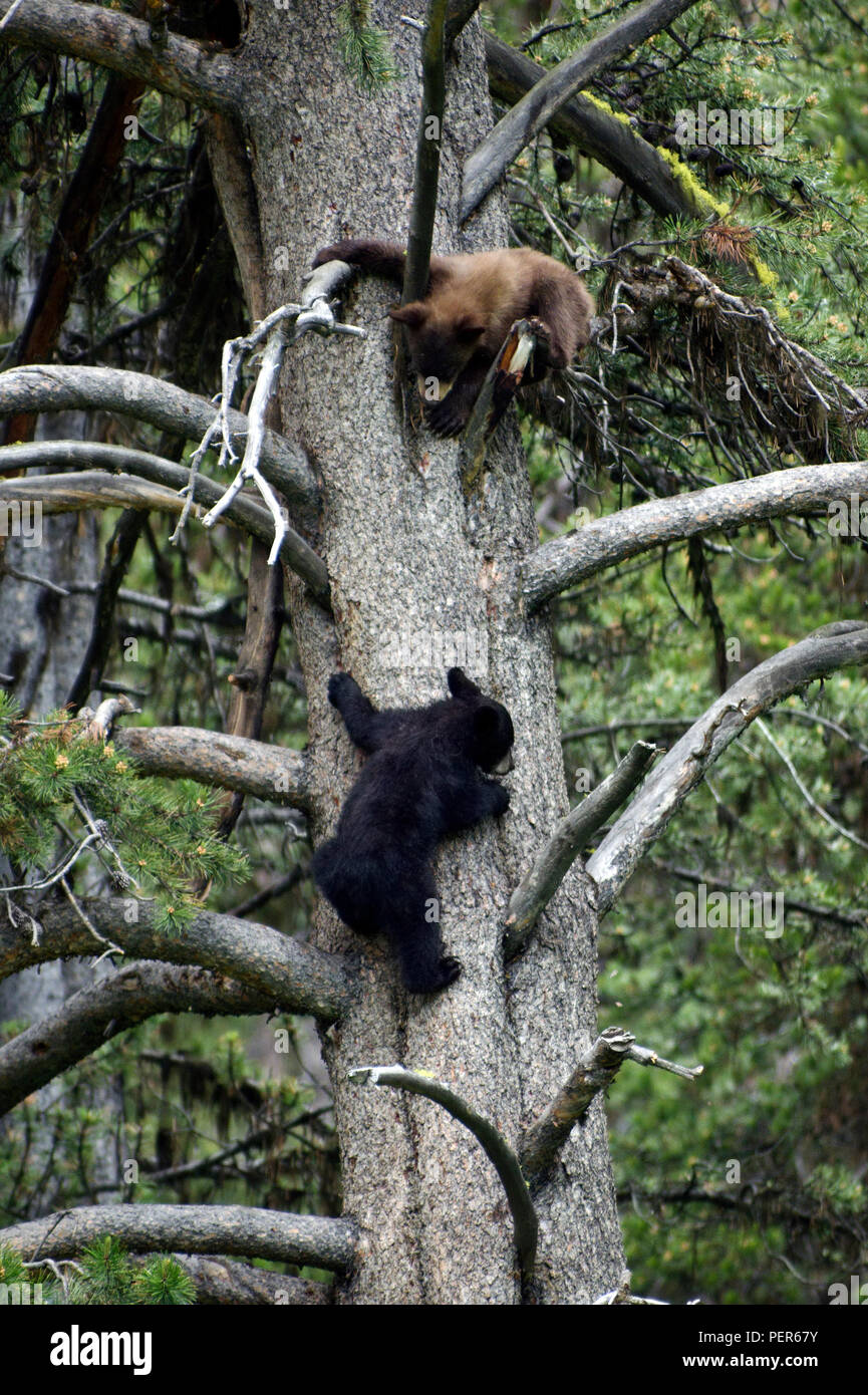 Black bear cubs tree hi-res stock photography and images - Alamy