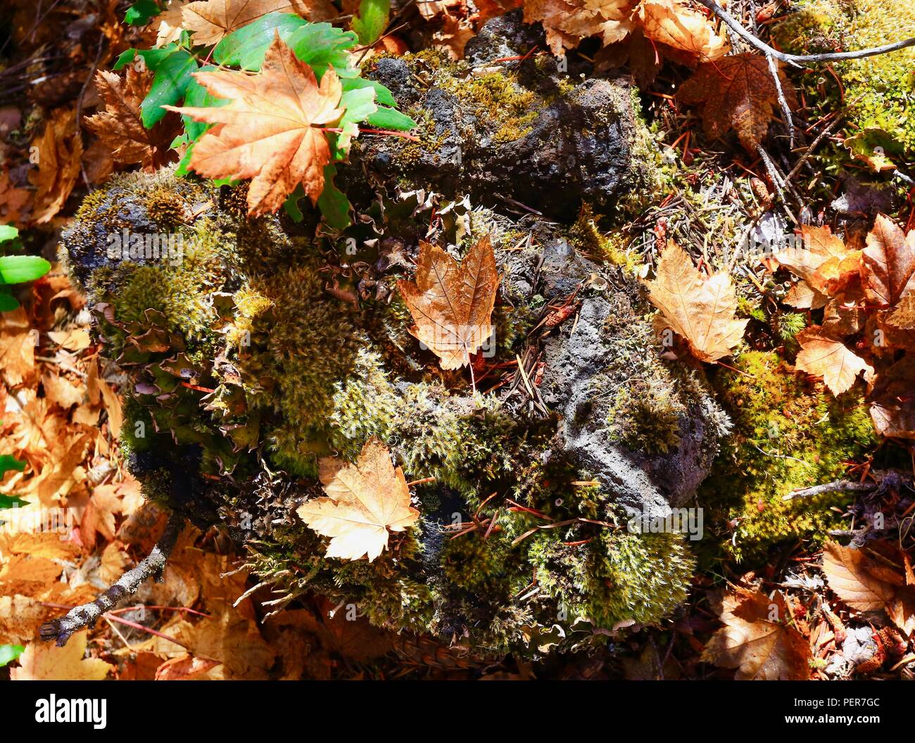 Moss with leaves hi-res stock photography and images - Alamy
