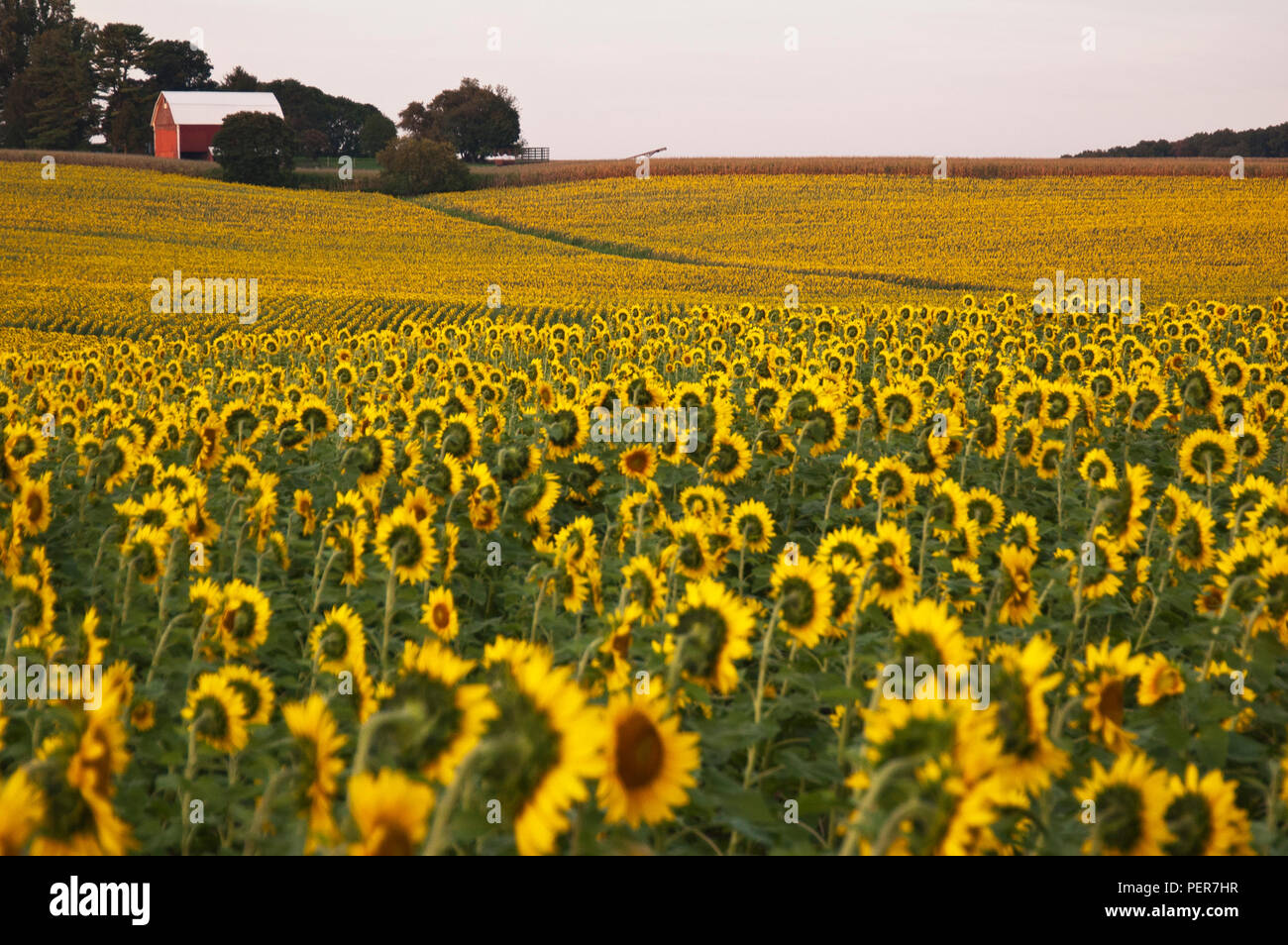 Native to the United States, sunflowers grow toward the sun in Maryland ...