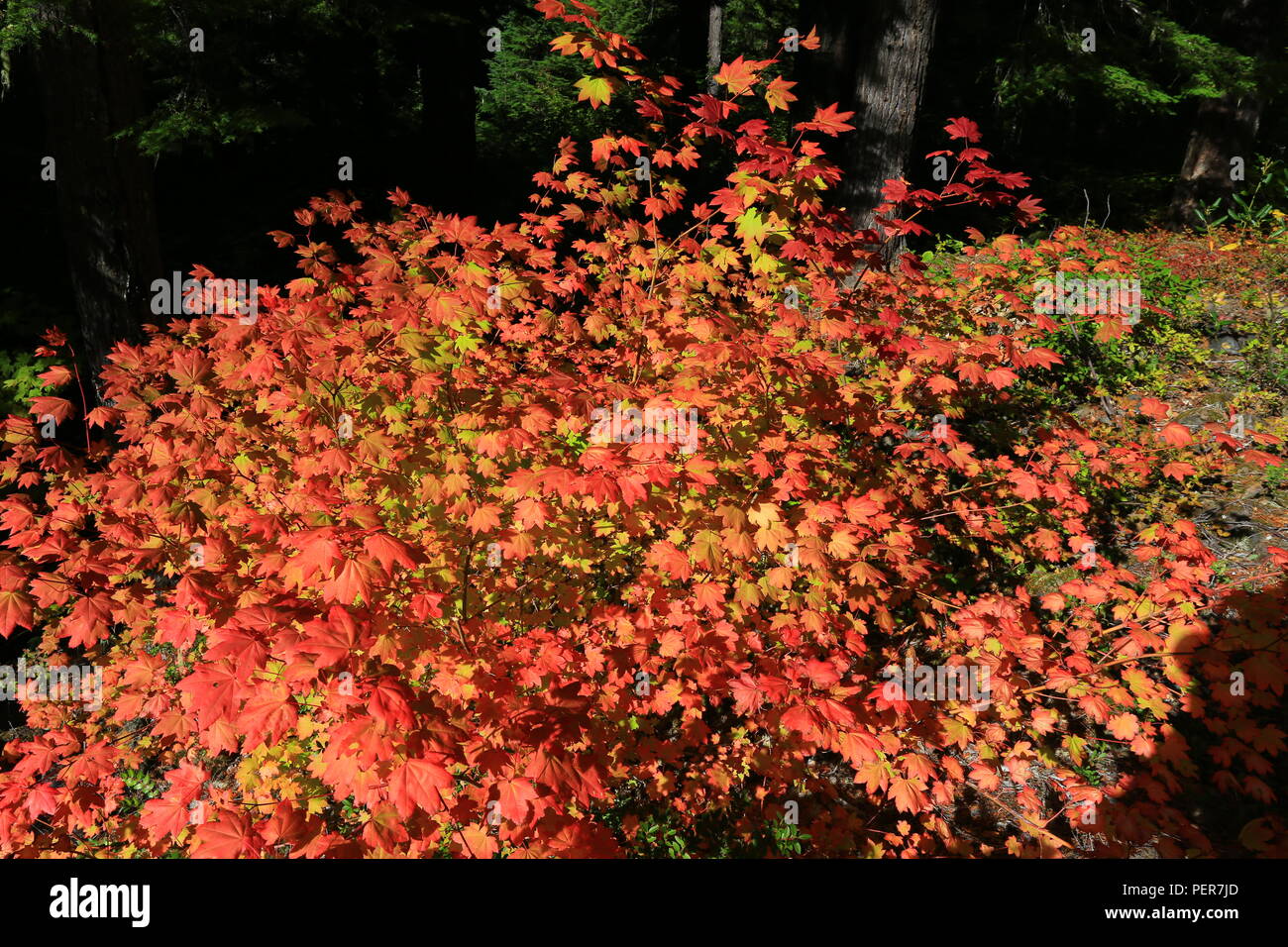Red and yellow fall maple leaves with evergreen forest background Stock ...
