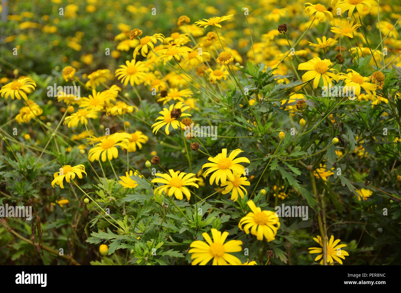 Coreopsis verticillata is species of tickseed in the Asteraceae Stock ...