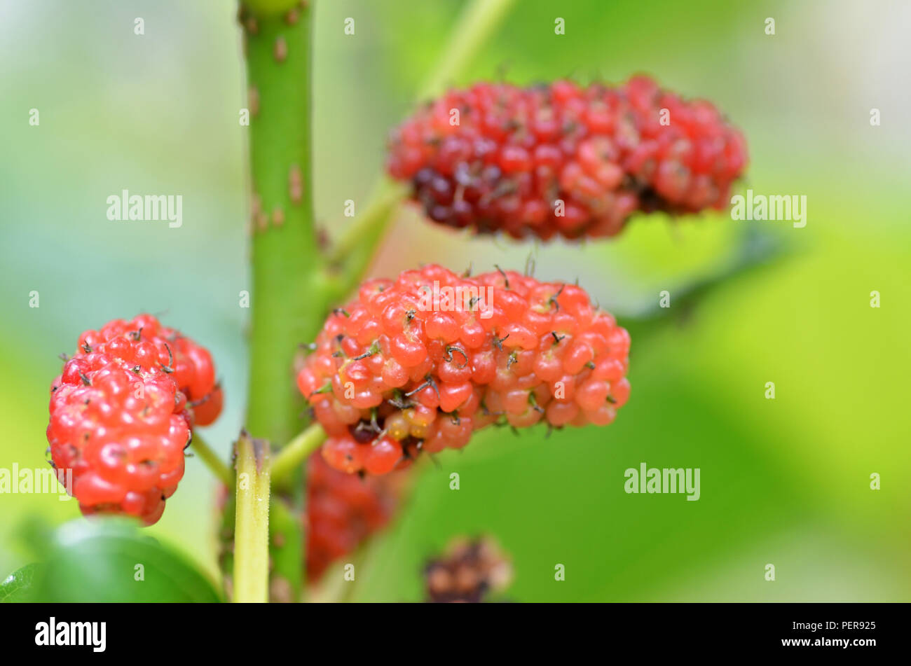 Red mulberry on the tree in the farm Stock Photo - Alamy