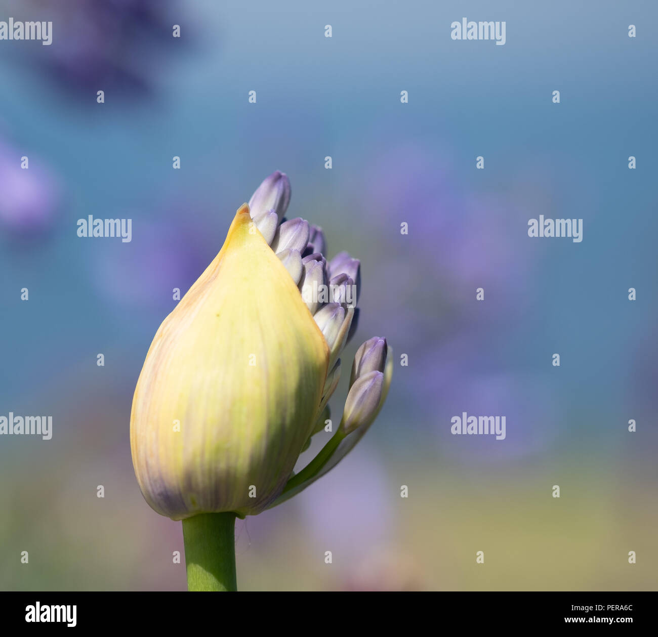 Korean bell flower hi-res stock photography and images - Alamy