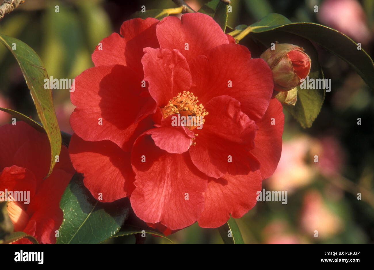 Red camellia flower hi-res stock photography and images - Alamy