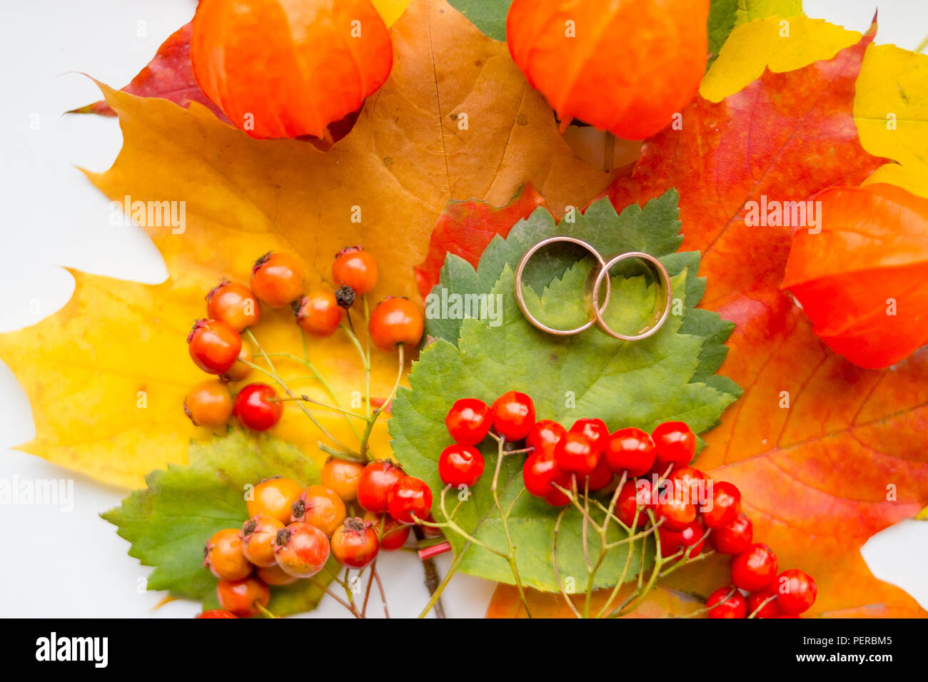 two golden Wedding rings, colorful leaves.Creative seasonal autumn ...