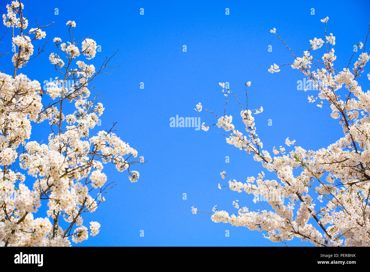 fully enjoy cherry blooming tree in spring time 038 Stock Photo - Alamy