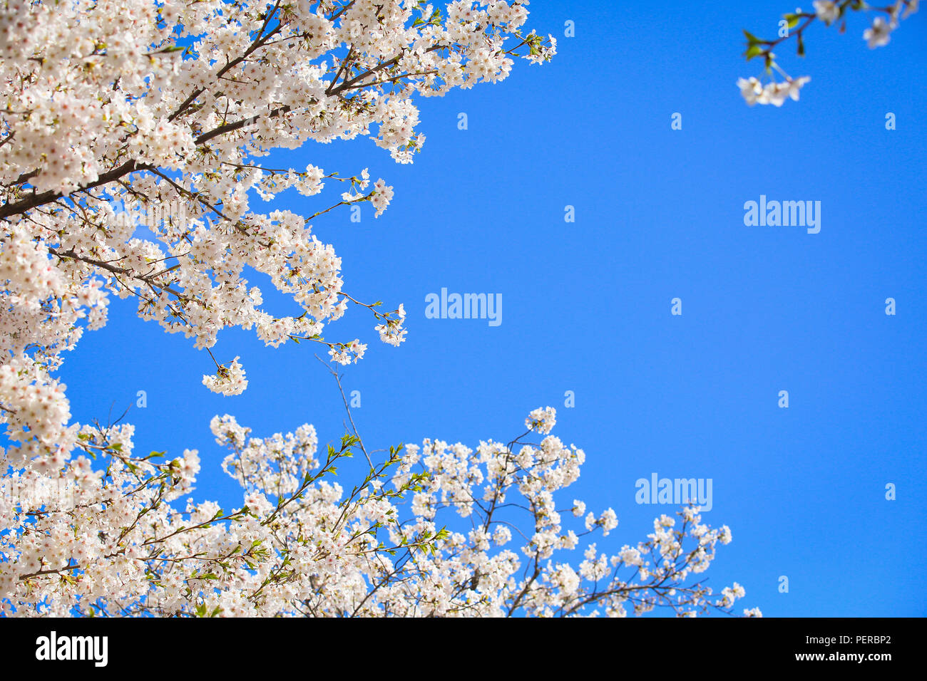fully enjoy cherry blooming tree in spring time 031 Stock Photo - Alamy
