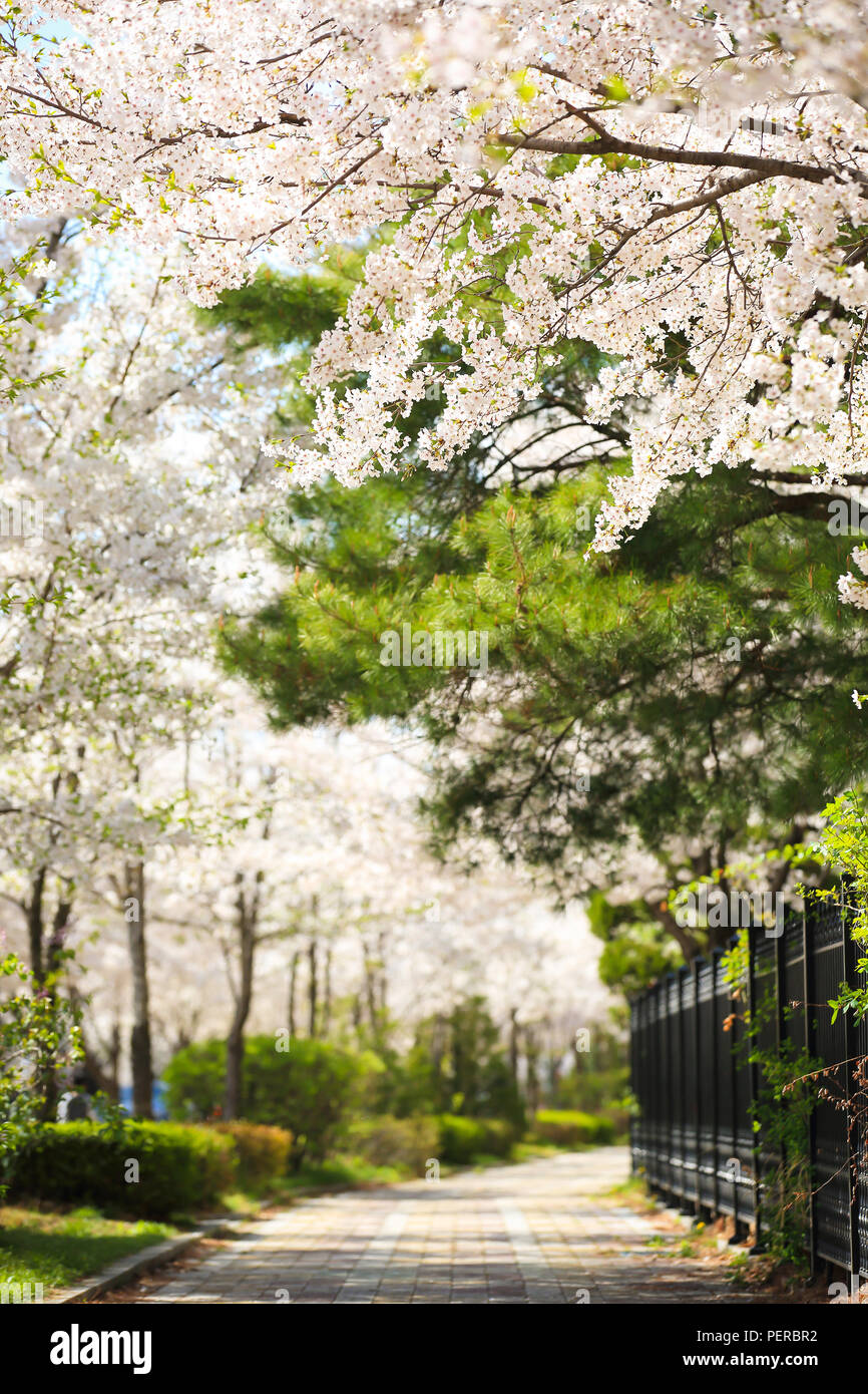 fully enjoy cherry blooming tree in spring time 023 Stock Photo - Alamy