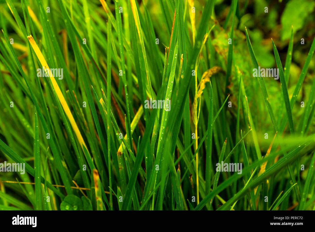 Nature background with grass after rain Stock Photo - Alamy