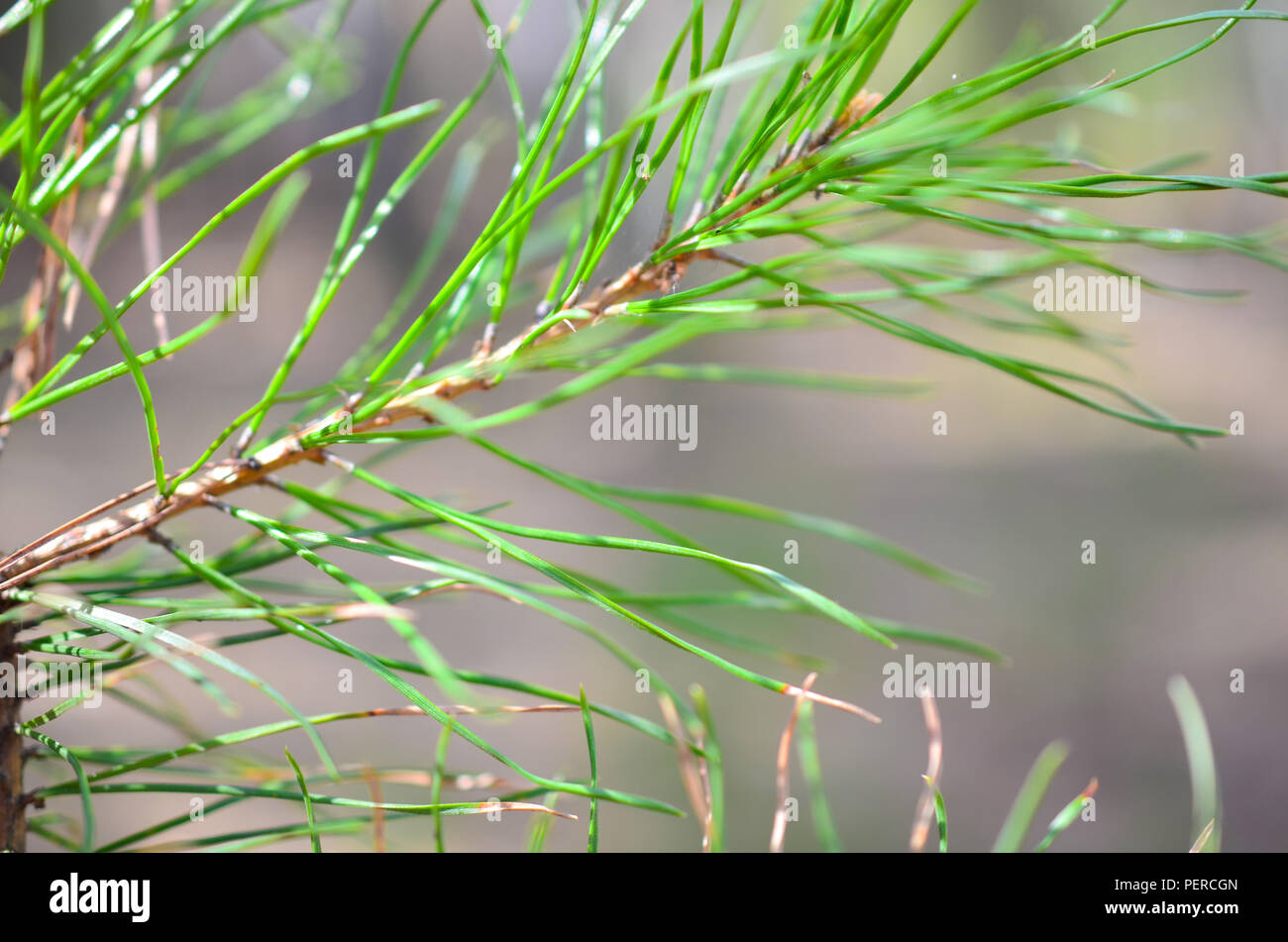 green sprig of spruce pine tree closeup in the forest Stock Photo - Alamy