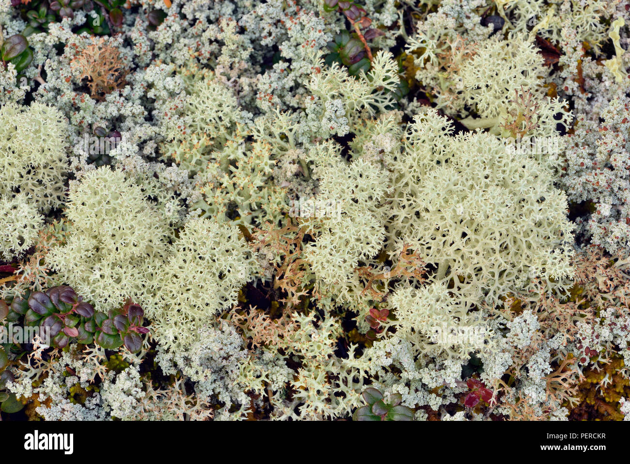 Plants of the arctic hi-res stock photography and images - Alamy