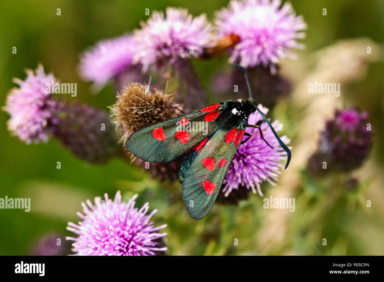The 6-Spot Burnet is a common moth along the coasts and downs during ...