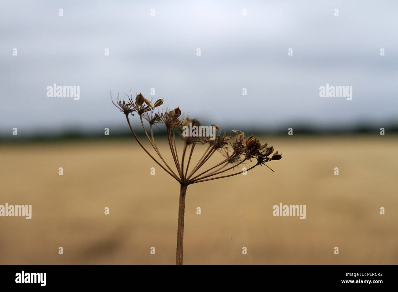 Field flora hi-res stock photography and images - Alamy