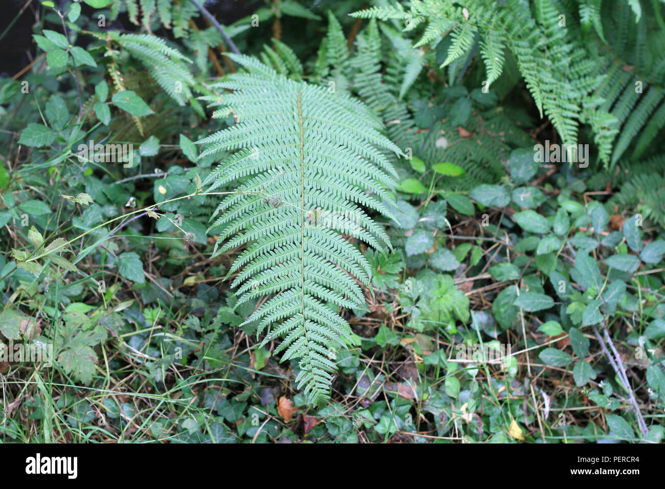 Fern seed hi-res stock photography and images - Alamy