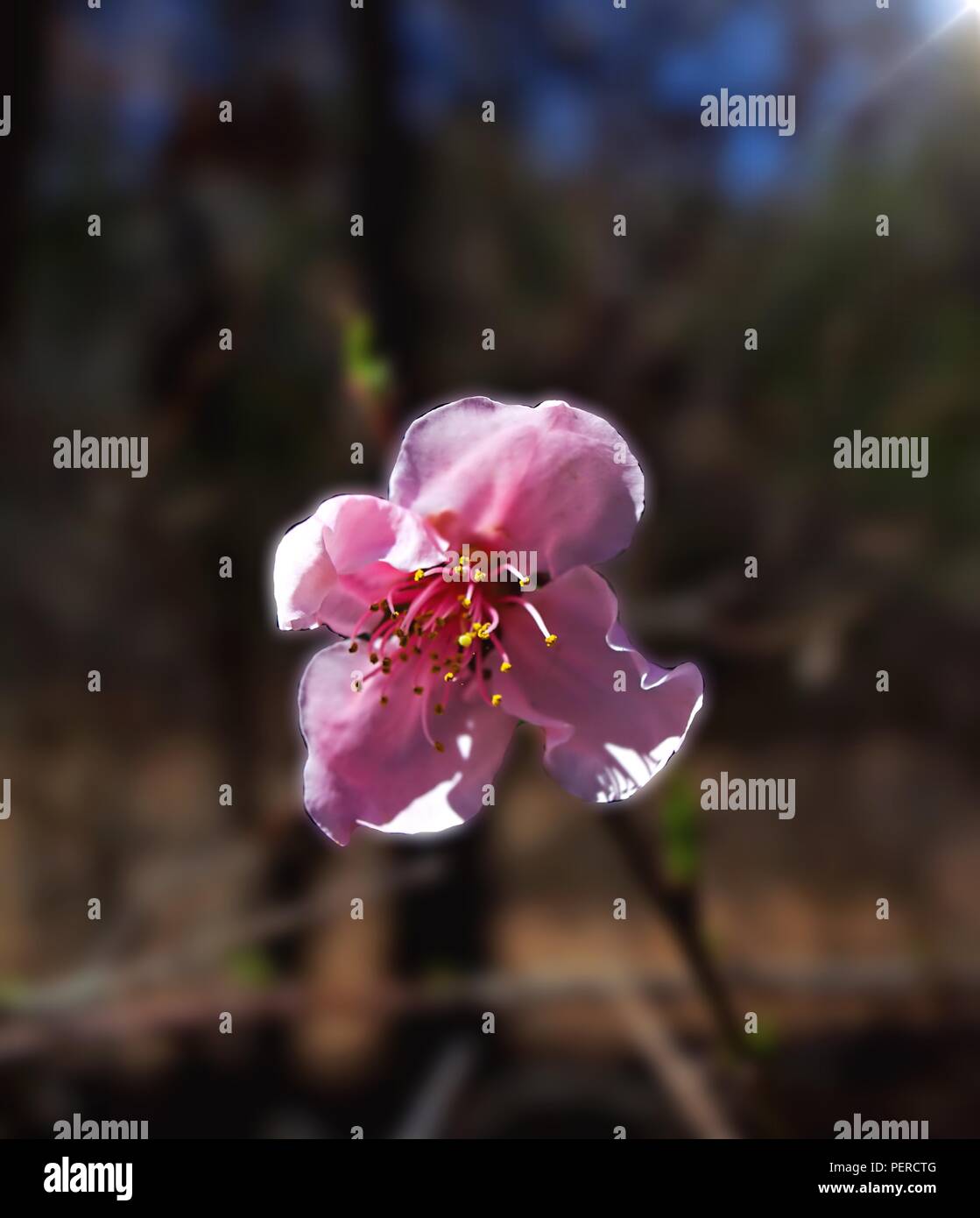 Flowers highlighted by sun hi-res stock photography and images - Alamy