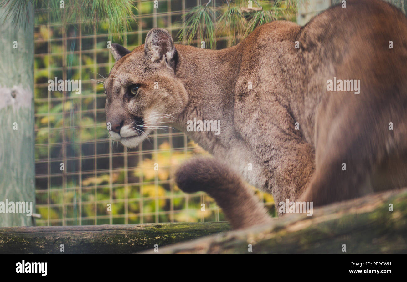 Angry mountain lion hi-res stock photography and images - Alamy