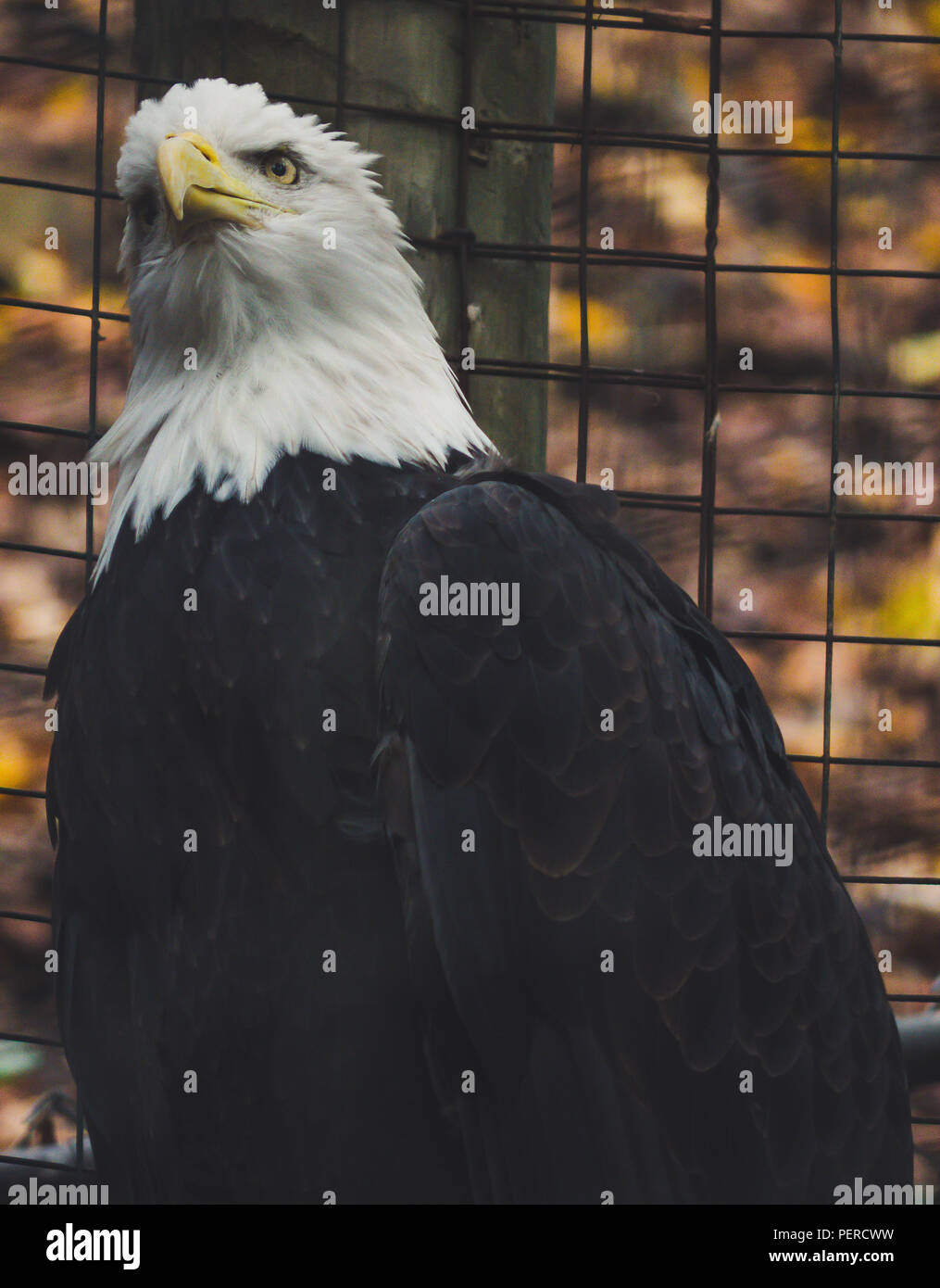 close up view of bald eagle looking proud and curious Stock Photo - Alamy