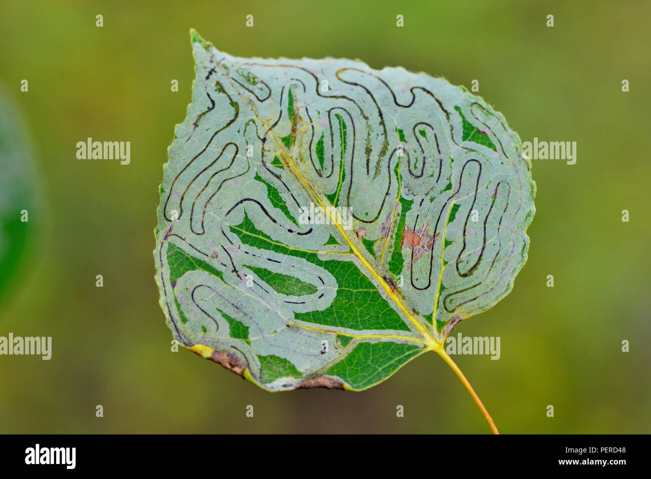 Leaf Miners High Resolution Stock Photography and Images - Alamy