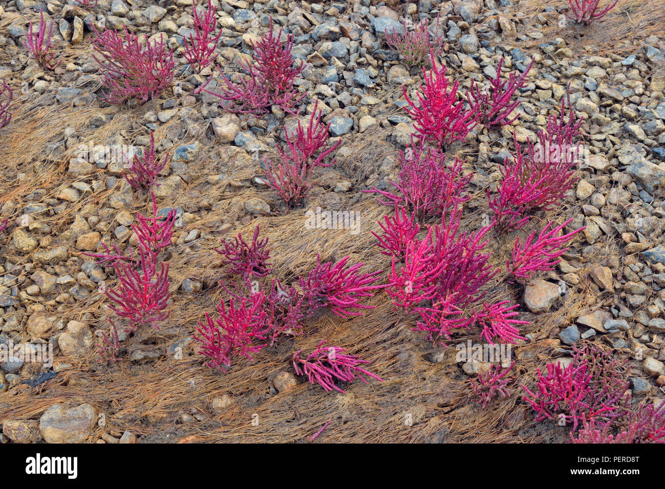 Salt tolerant vegetation- Red samphire (Salicornia rubra A. Nels.) On ...
