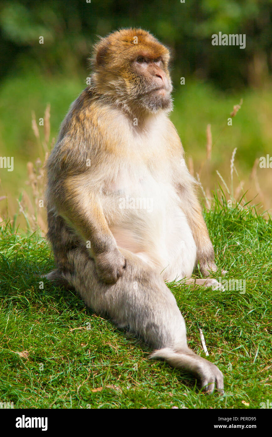 Barbary Maxaque at Trentham Monkey Forest in Stoke on Trent Stock Photo ...