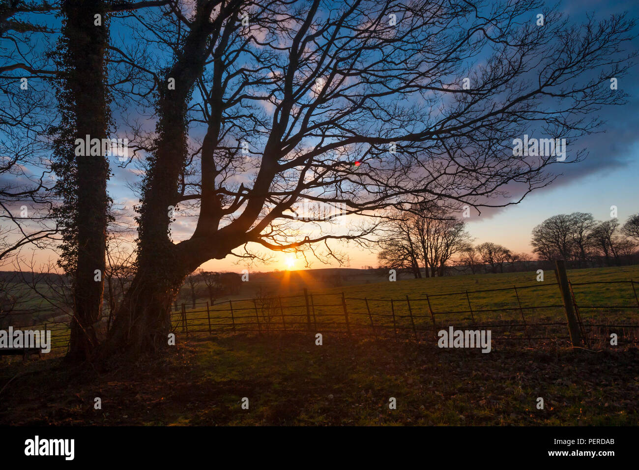 Sun setting through trees Stock Photo - Alamy