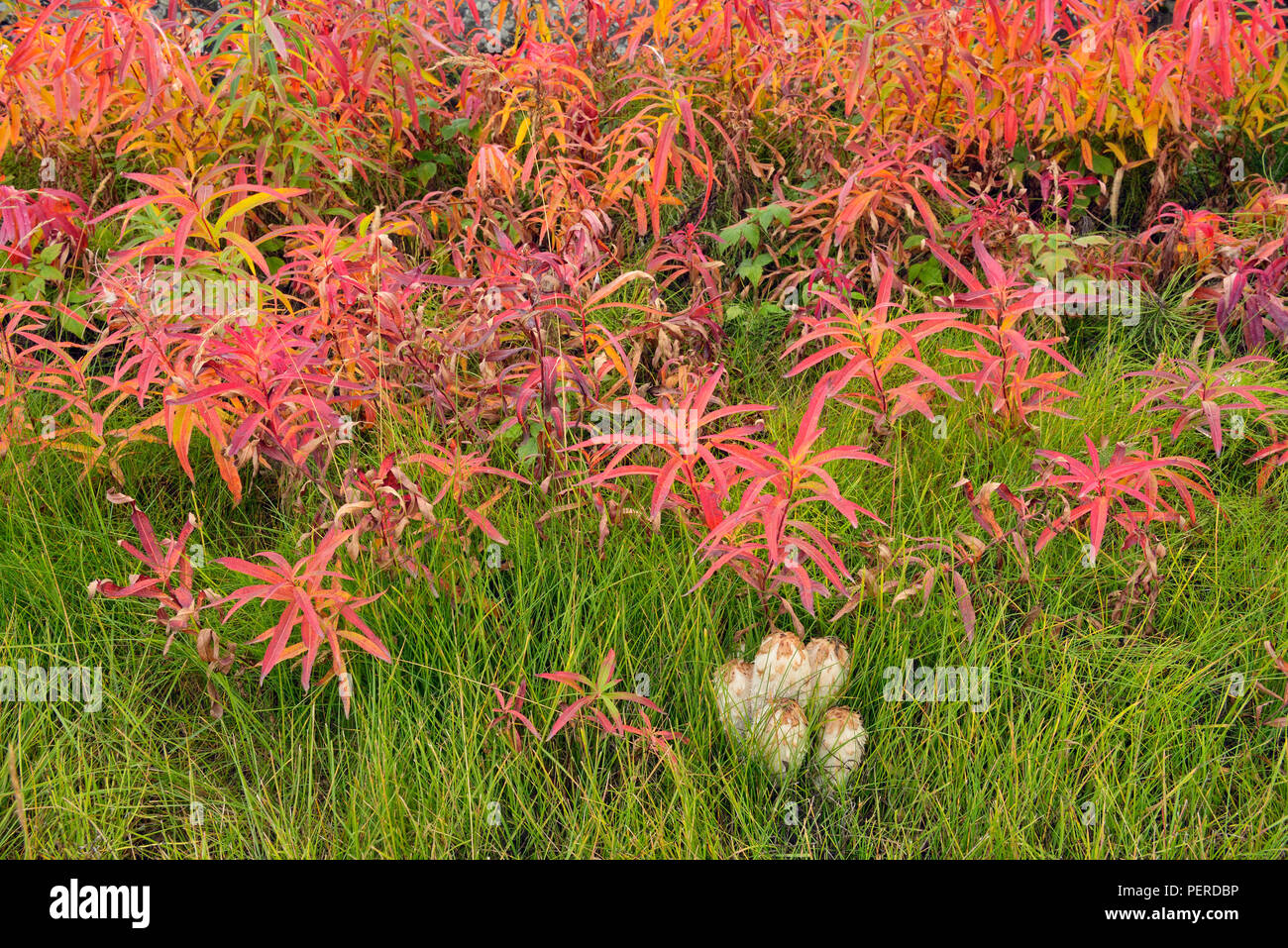 Late summer fireweed and shaggy mane mushrooms, Yellowknife, Northwest ...