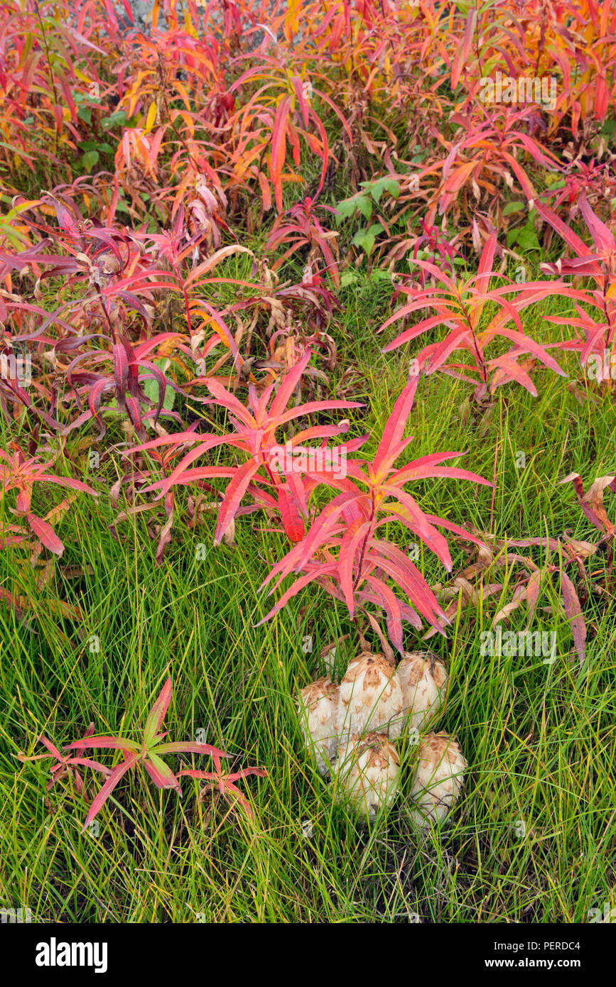 Late summer fireweed and shaggy mane mushrooms, Yellowknife, Northwest ...