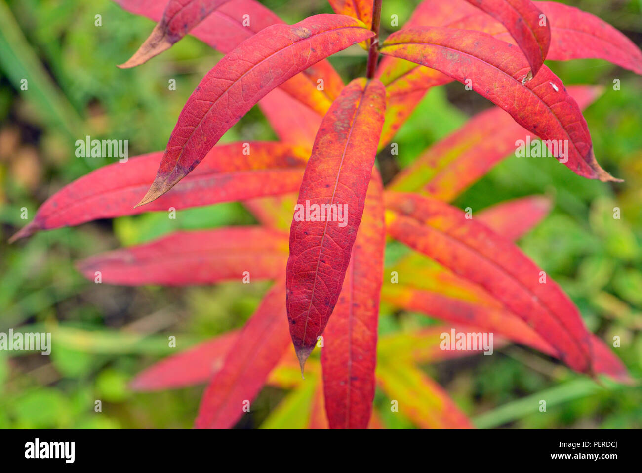 Alberta fireweed hi-res stock photography and images - Alamy