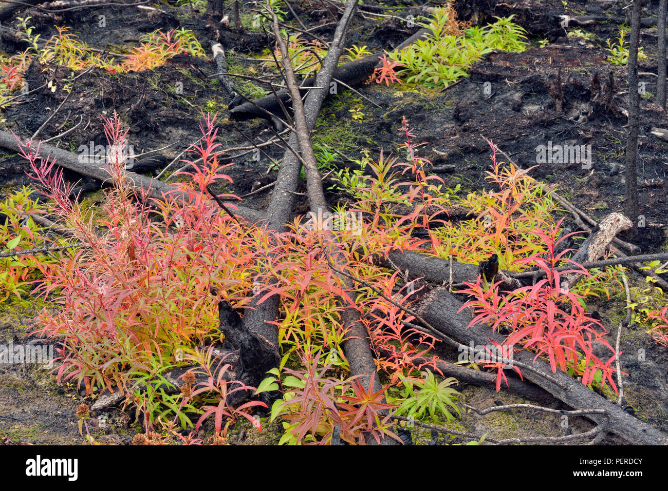 Fireweed in autumn hi-res stock photography and images - Alamy