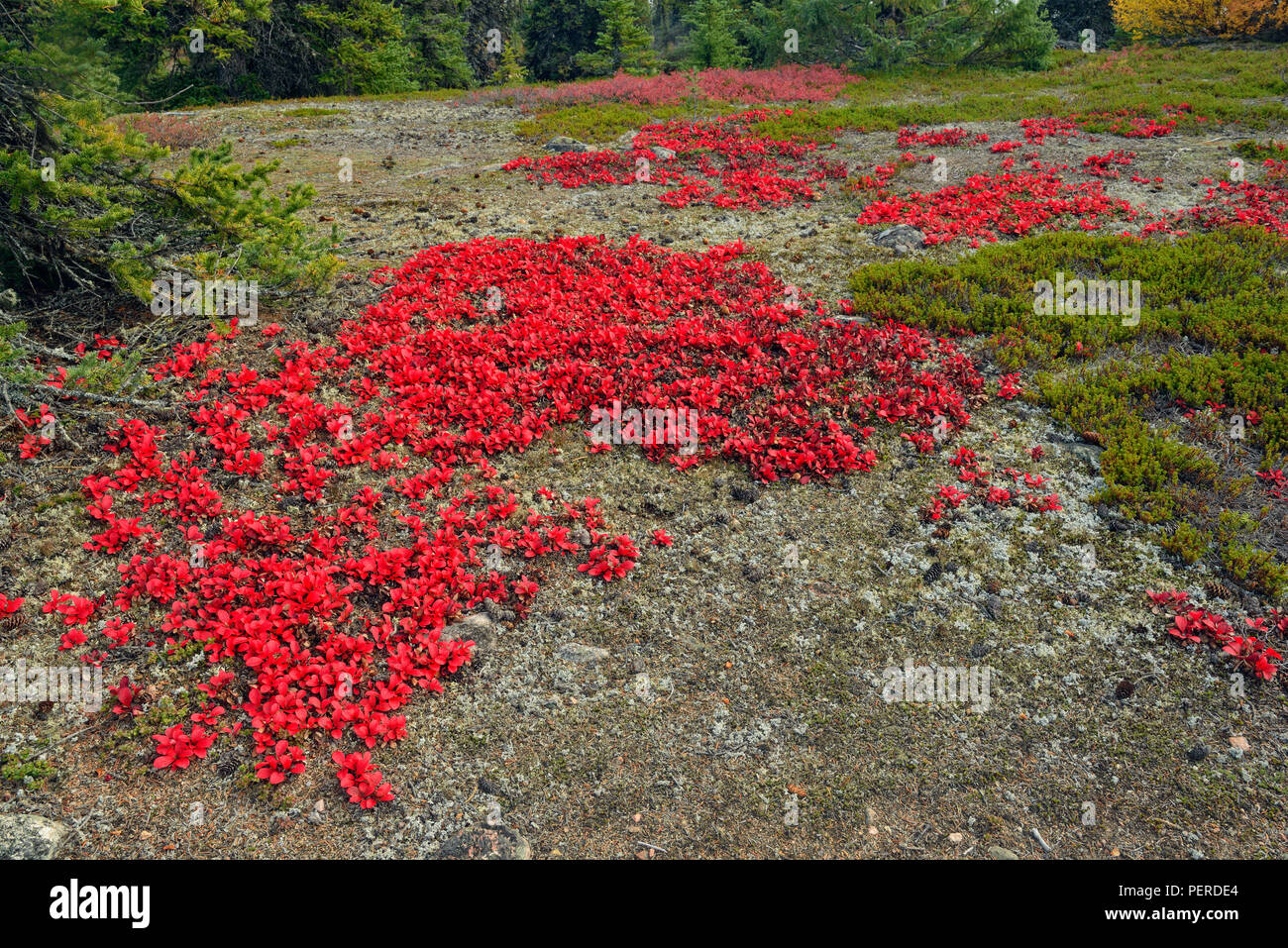 Arctic Bearberry Stock Photos & Arctic Bearberry Stock Images - Alamy