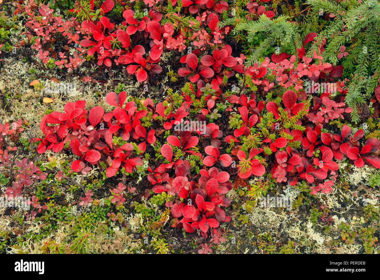 Red bearberry hi-res stock photography and images - Alamy