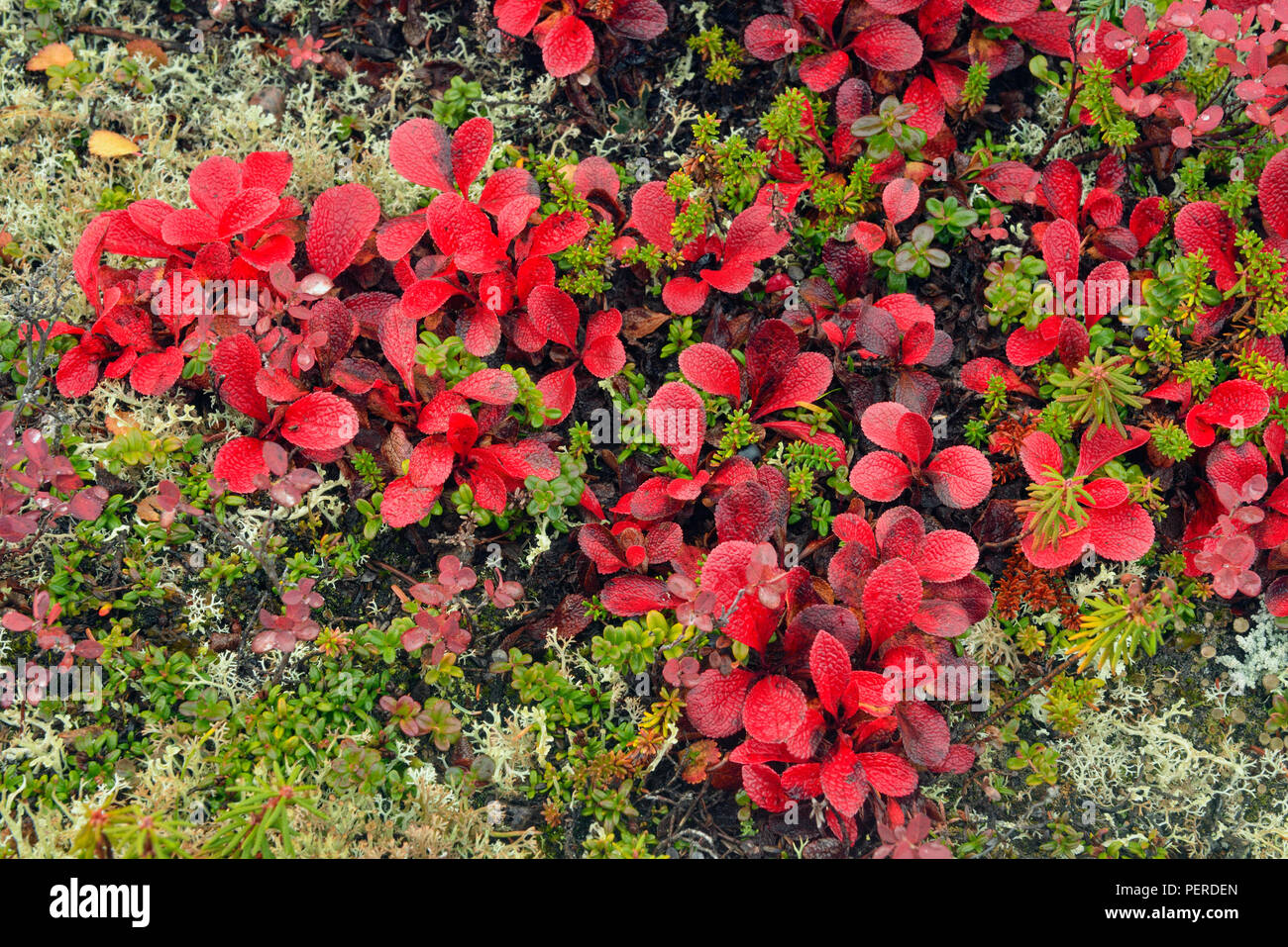 Red bearberry hi-res stock photography and images - Alamy