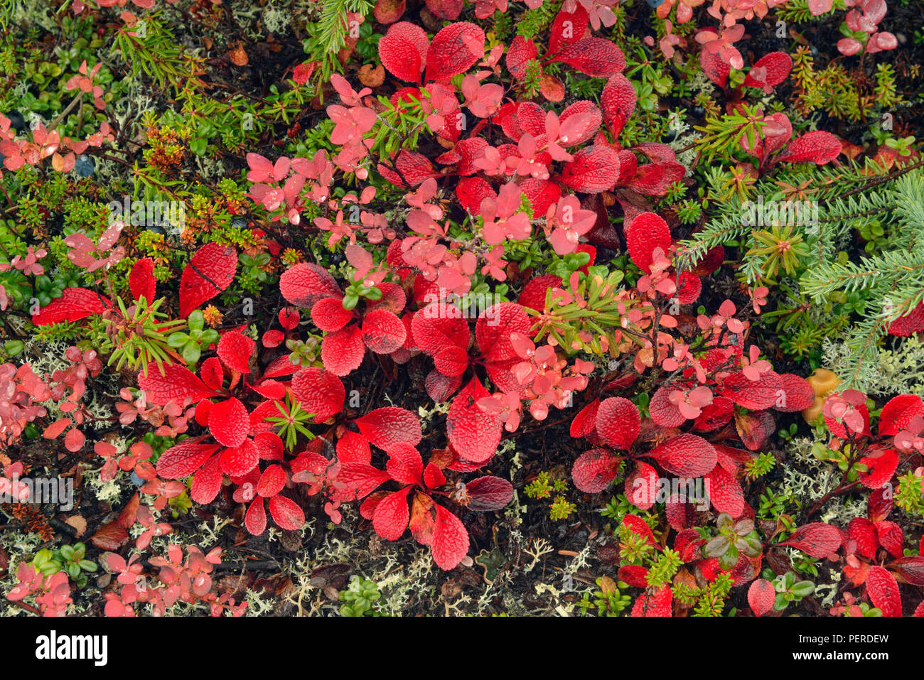 Bearberry leaves hi-res stock photography and images - Alamy