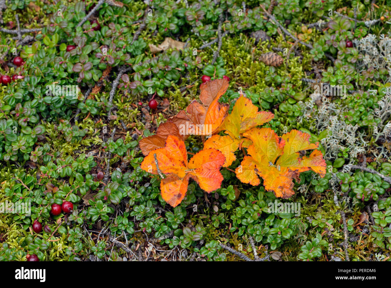 Subarctic plants hi-res stock photography and images - Alamy