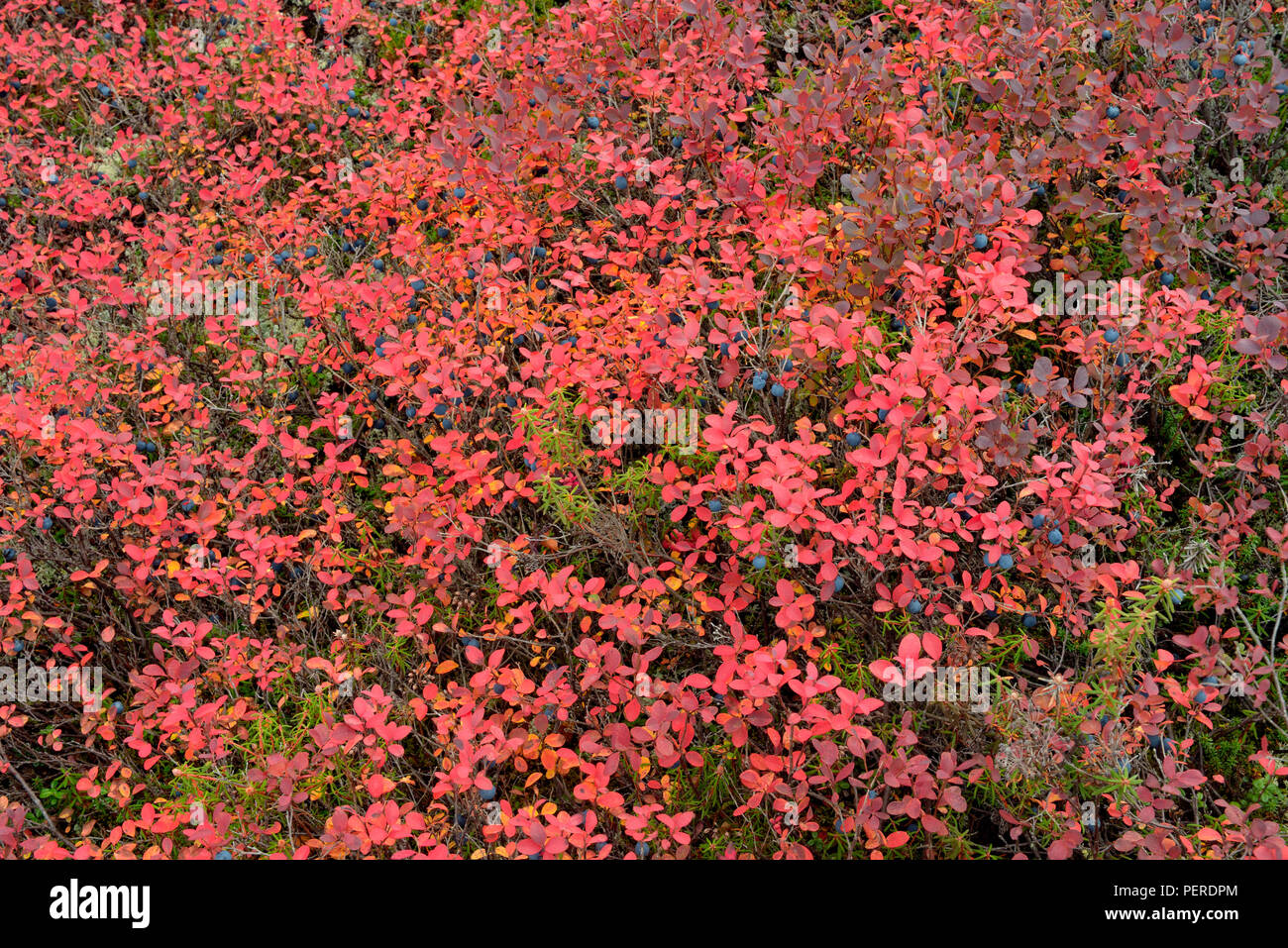 Tundra vegetation nunavut hi-res stock photography and images - Alamy