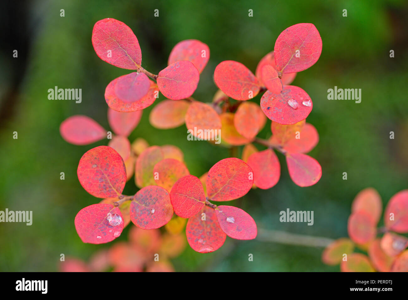Autumn arctic blueberry (Vaccinium uliginosum), Arctic Haven Lodge ...