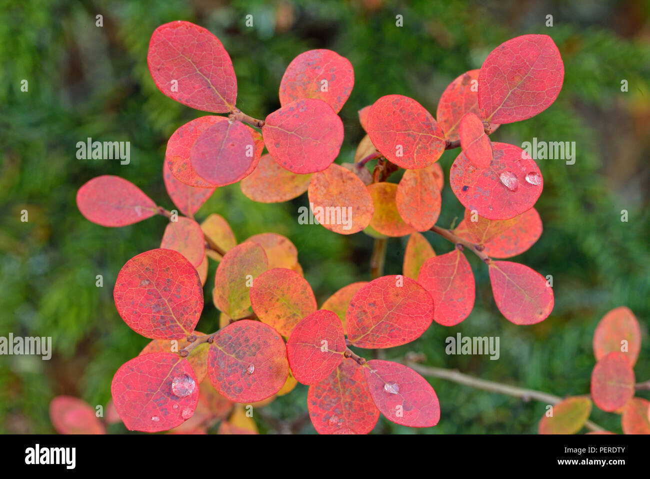 Autumn arctic blueberry (Vaccinium uliginosum), Arctic Haven Lodge ...
