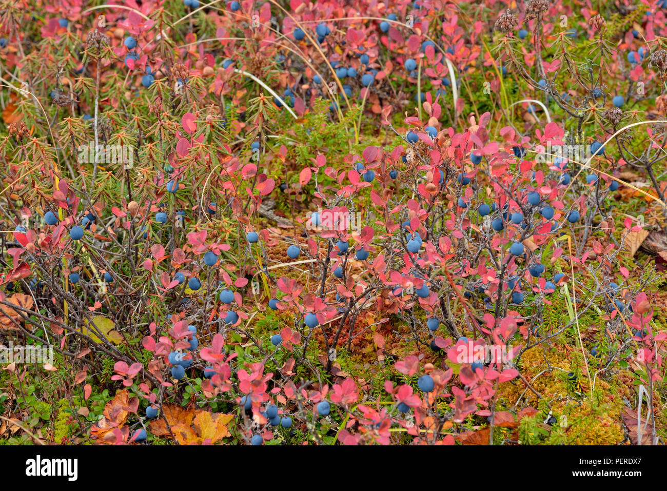 Grasses blueberry foliage hi-res stock photography and images - Alamy