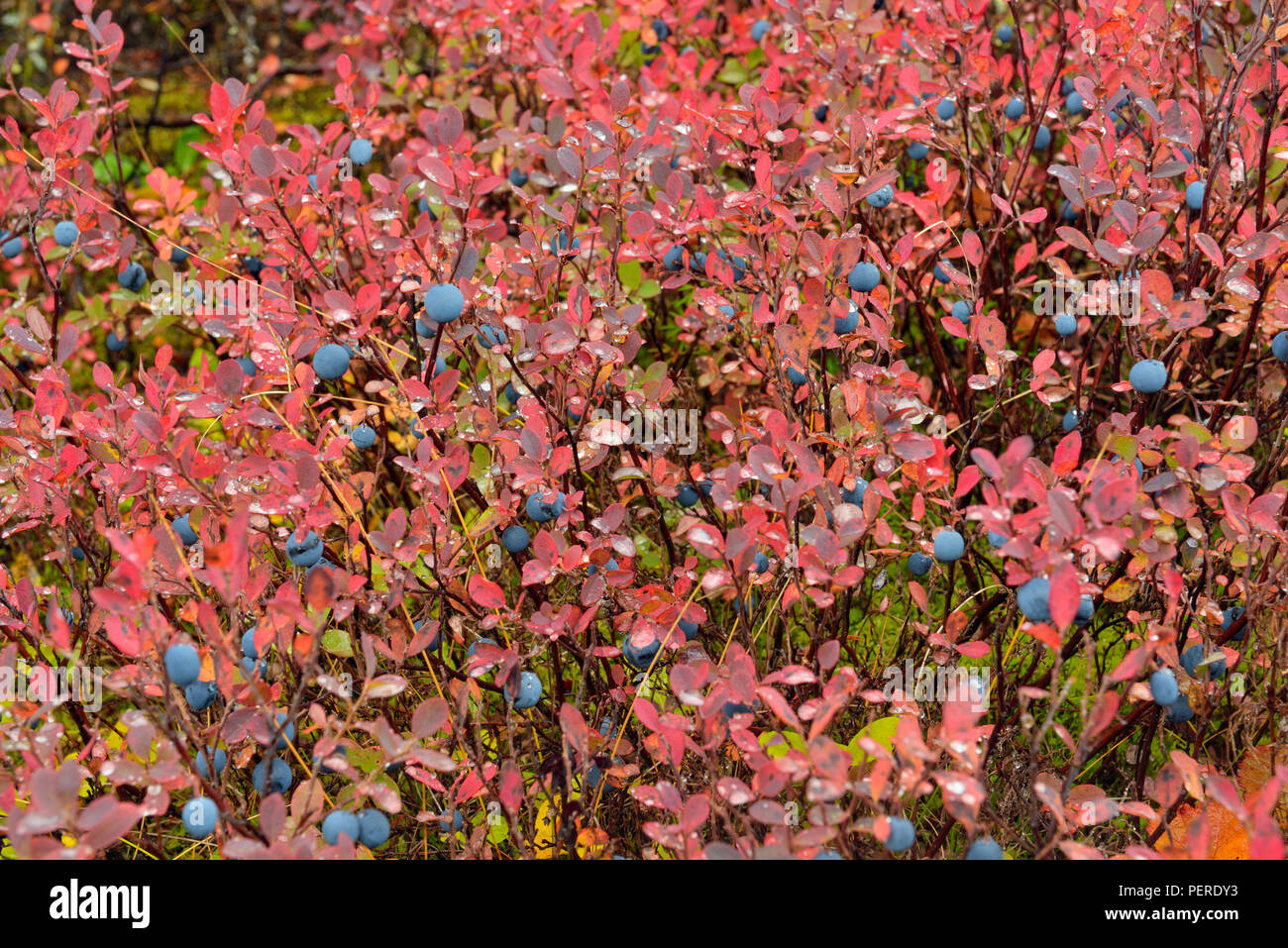 Tundra vegetation nunavut hi-res stock photography and images - Alamy